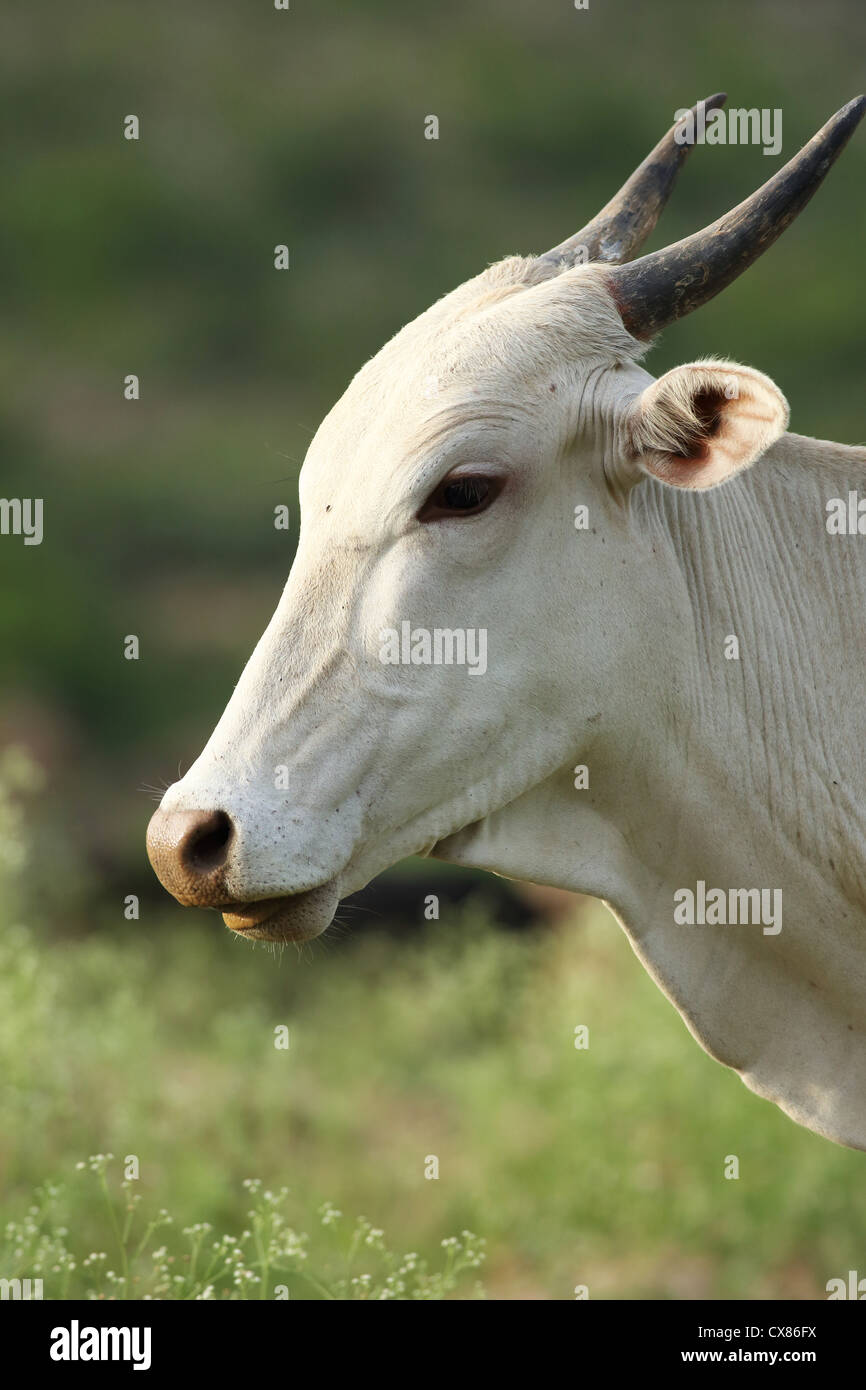 Indian zebu Andhra Pradesh South India Stock Photo - Alamy
