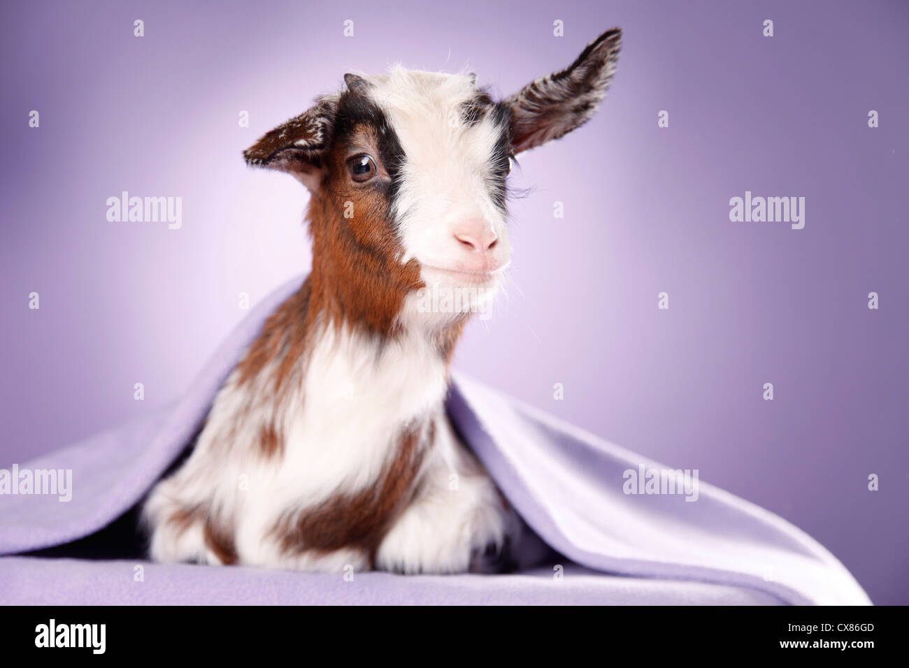 Piebald goats hi-res stock photography and images - Alamy