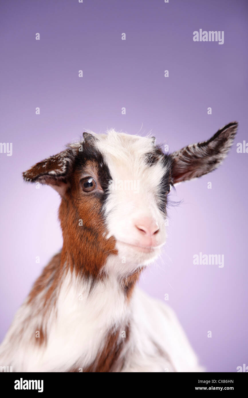 Piebald goats hi-res stock photography and images - Alamy