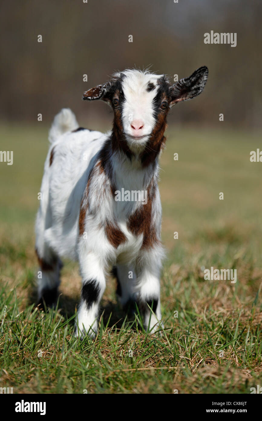Piebald goats hi-res stock photography and images - Alamy