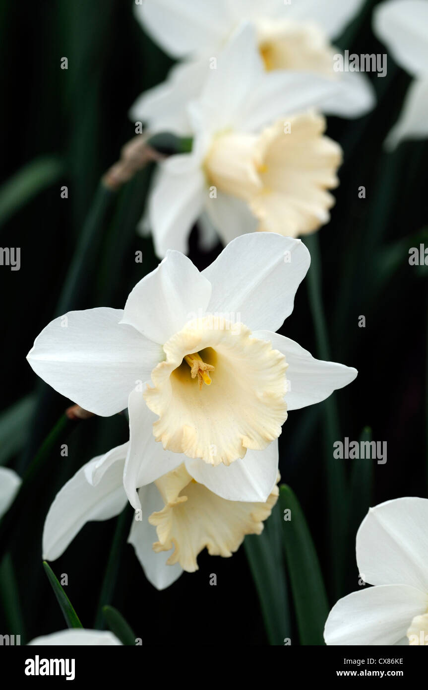 Narcissus salome division 2 Daffodil macro photo Close up flower bloom ...