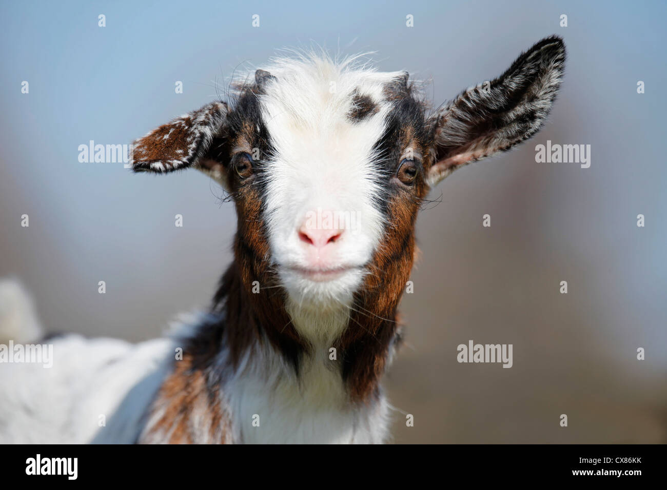 Piebald goats hi-res stock photography and images - Alamy