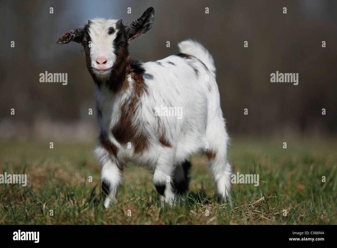 Piebald goats hi-res stock photography and images - Alamy