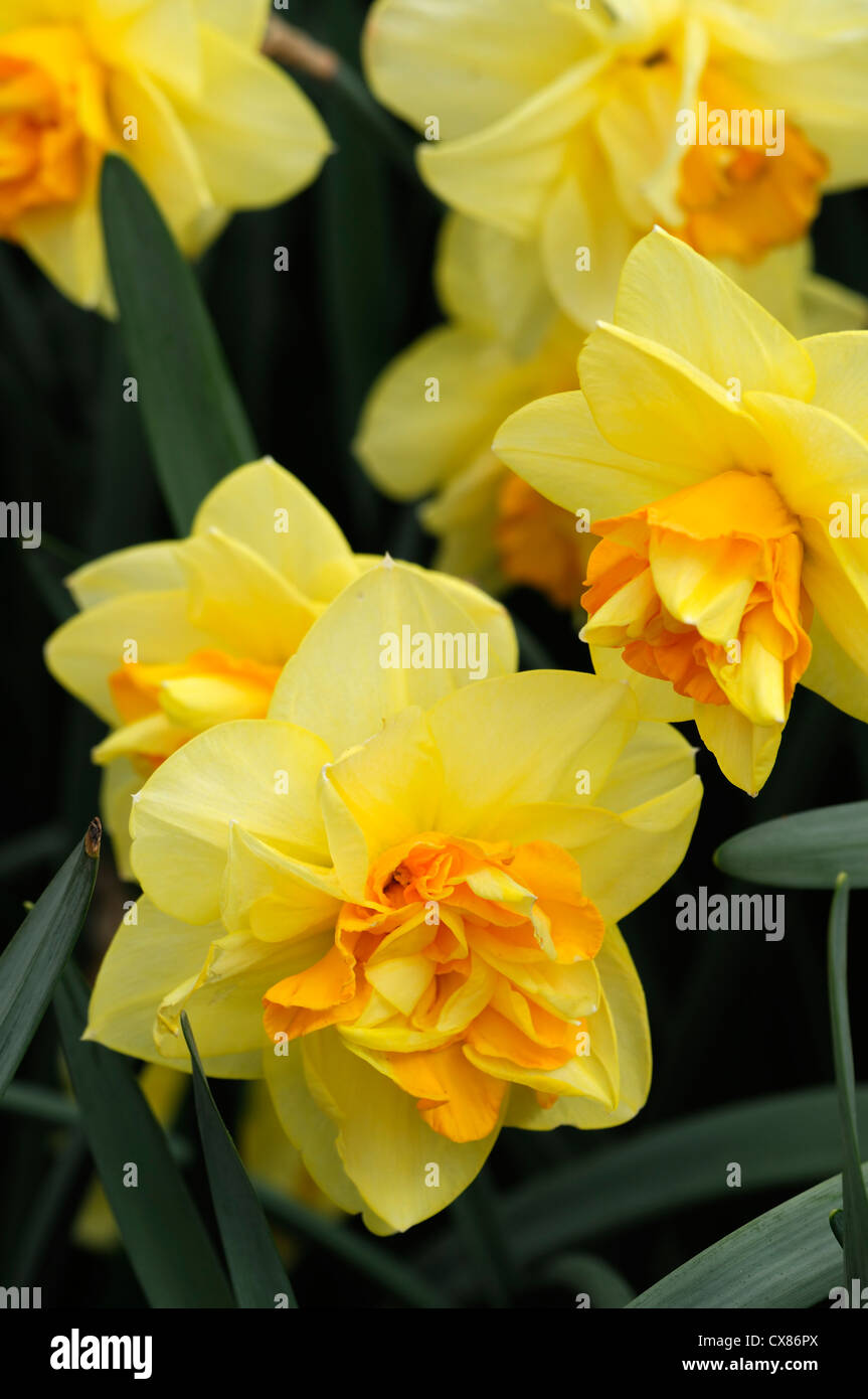 narcissus tahiti yellow orange plant portraits petals flowers narcissi ...