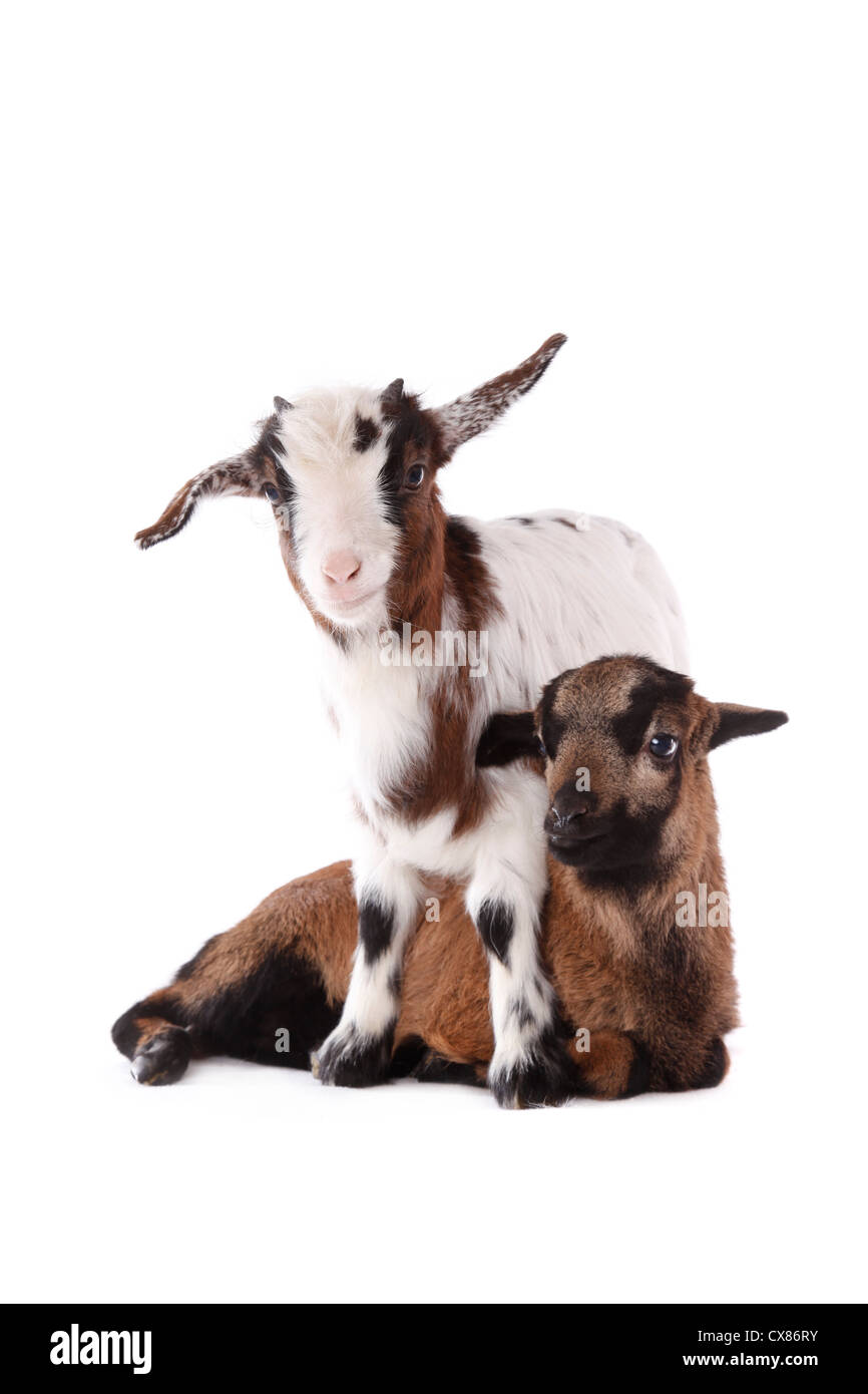 Sheep goat lamb Cut Out Stock Images & Pictures - Alamy