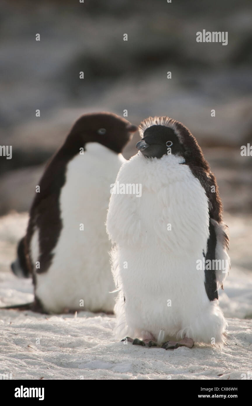 Adelie Penguin (Pygoscelis Adeliae); Antarctica Stock Photo - Alamy