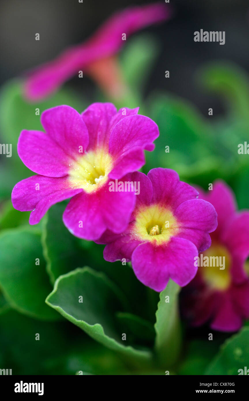 primula allioni x auricula old red dusty miller primrose perennial pink ...