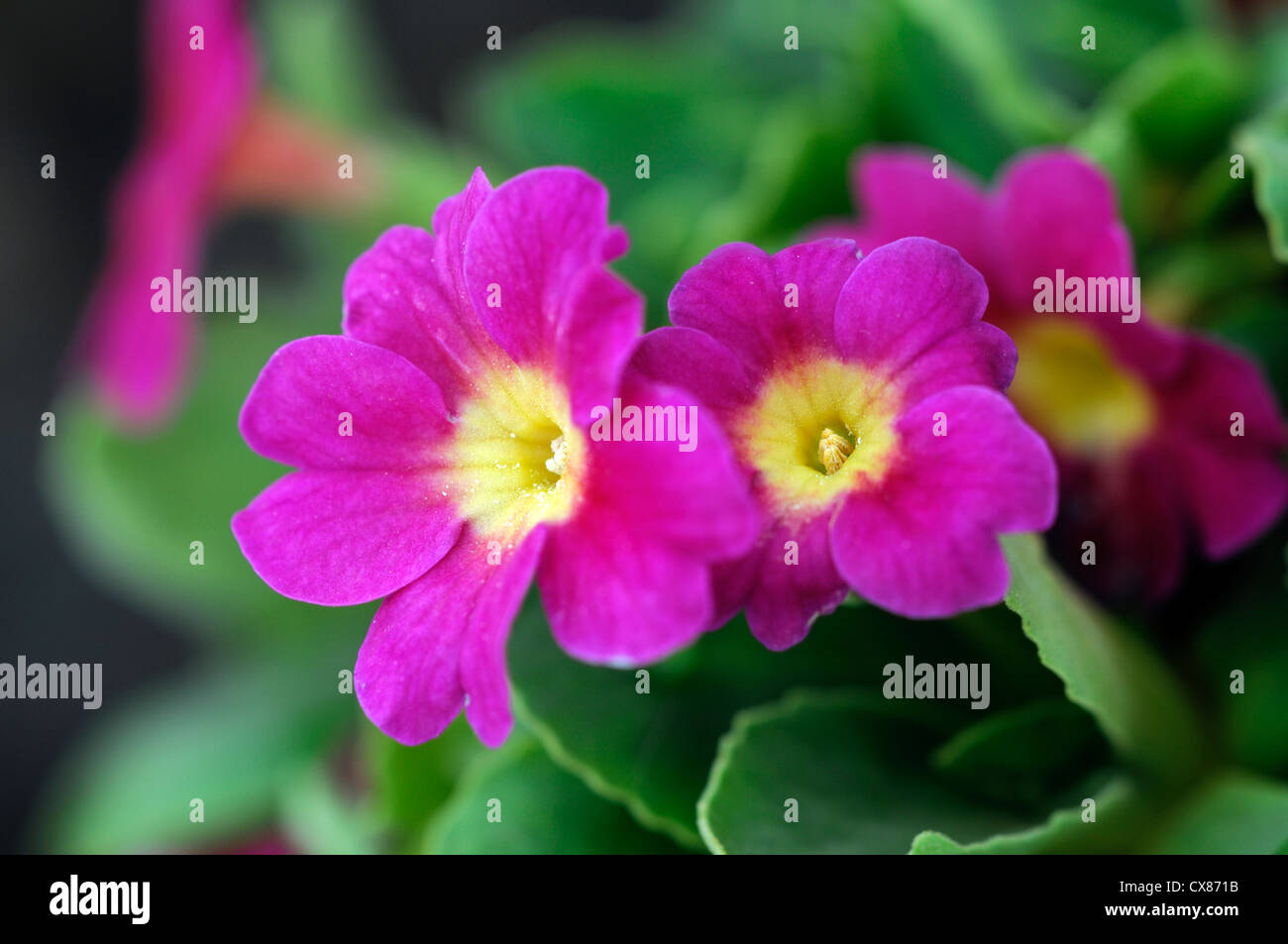 primula allioni x auricula old red dusty miller primrose perennial pink ...
