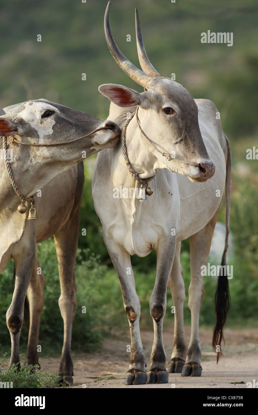 Indian zebus hi-res stock photography and images - Alamy