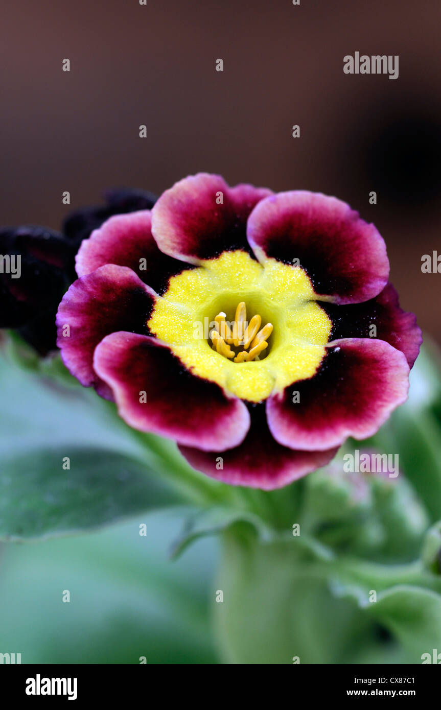 Maureen flowers hi-res stock photography and images - Alamy