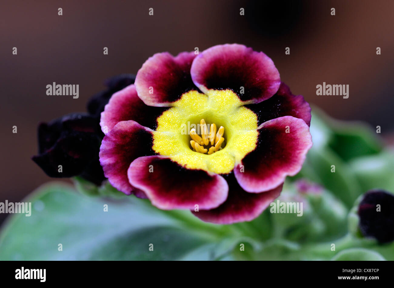 Primula auricula maureen millward purple yellow primrose flowers bloom ...