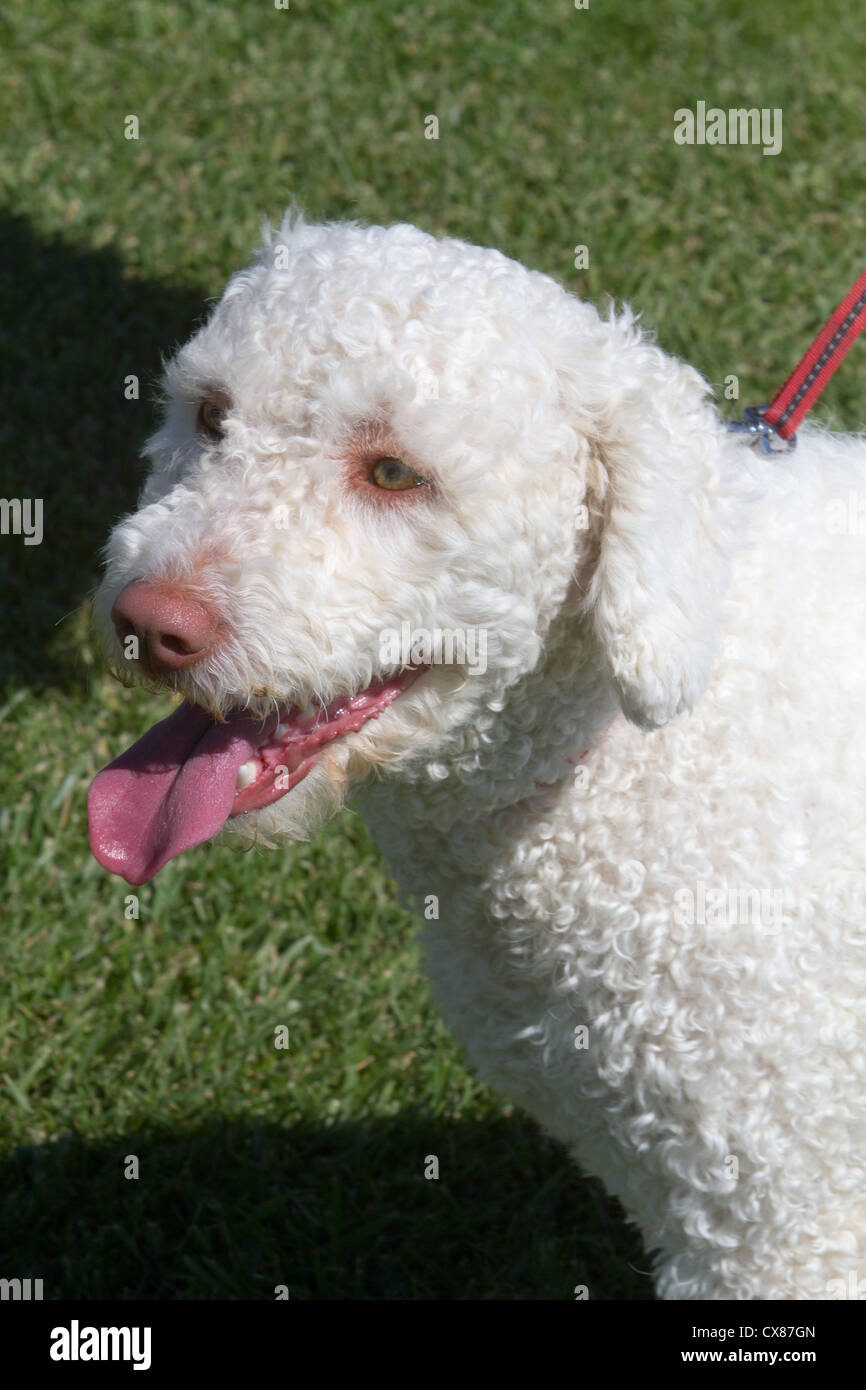 Dog show breeds Mallorca Spain Stock Photo - Alamy