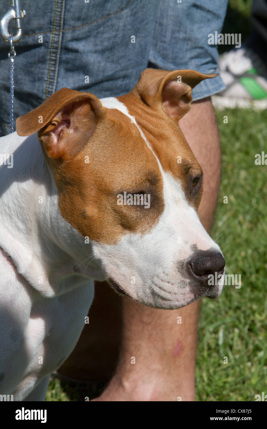 Dog show breeds Mallorca Spain Stock Photo - Alamy