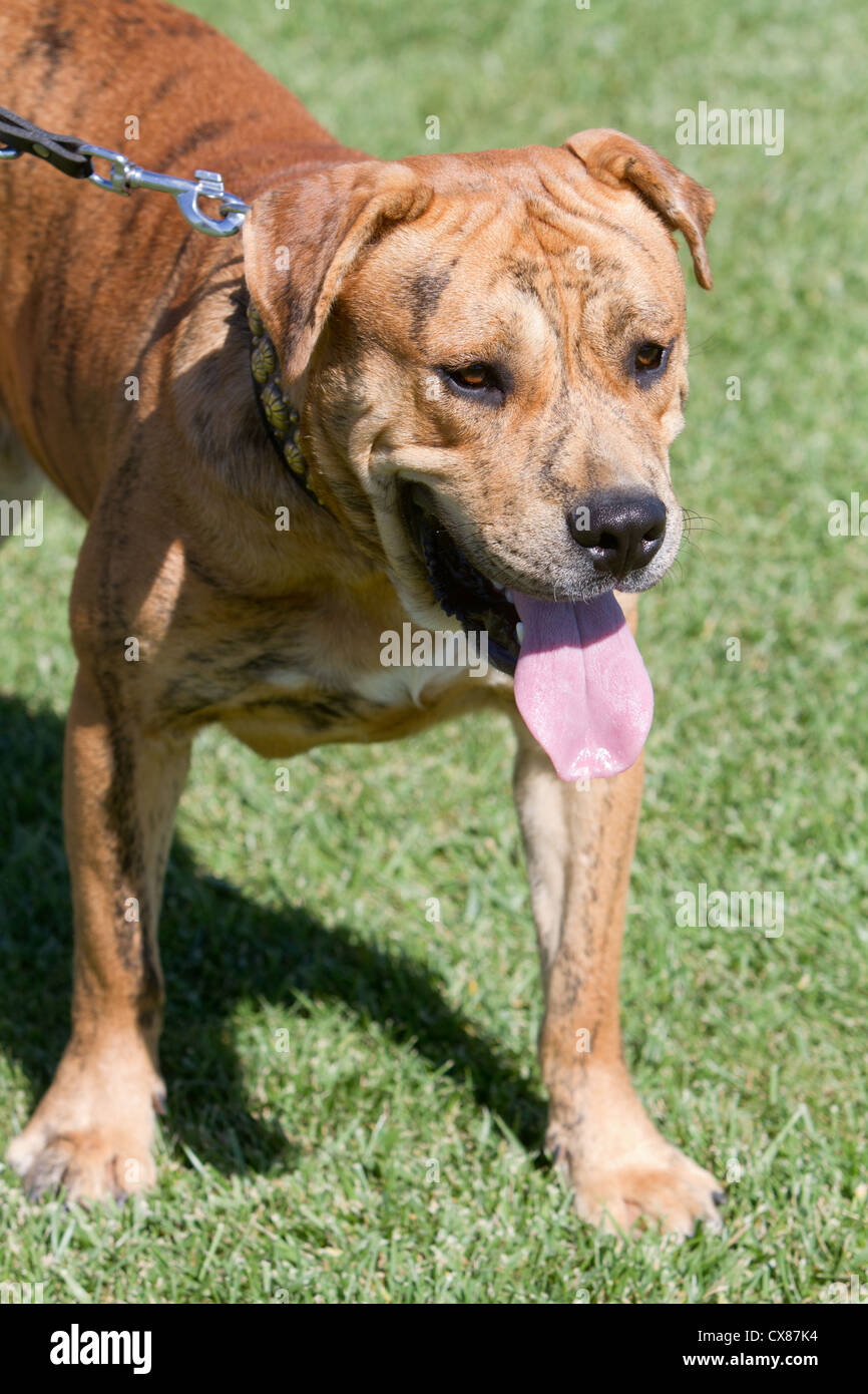 Show breeds hi-res stock photography and images - Alamy