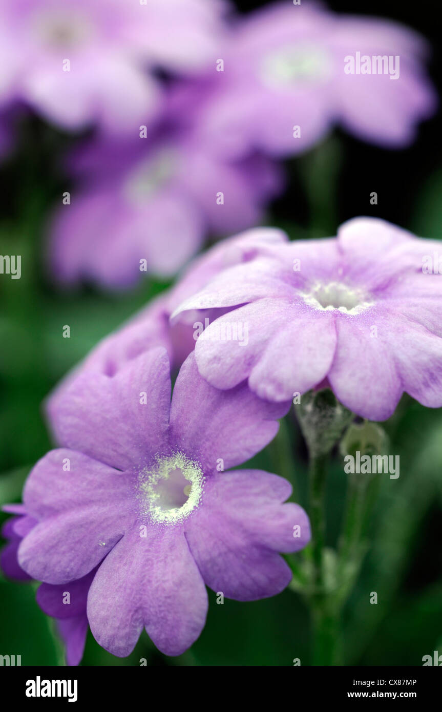 primula marginata pritchards variety primrose perennial pink purple ...
