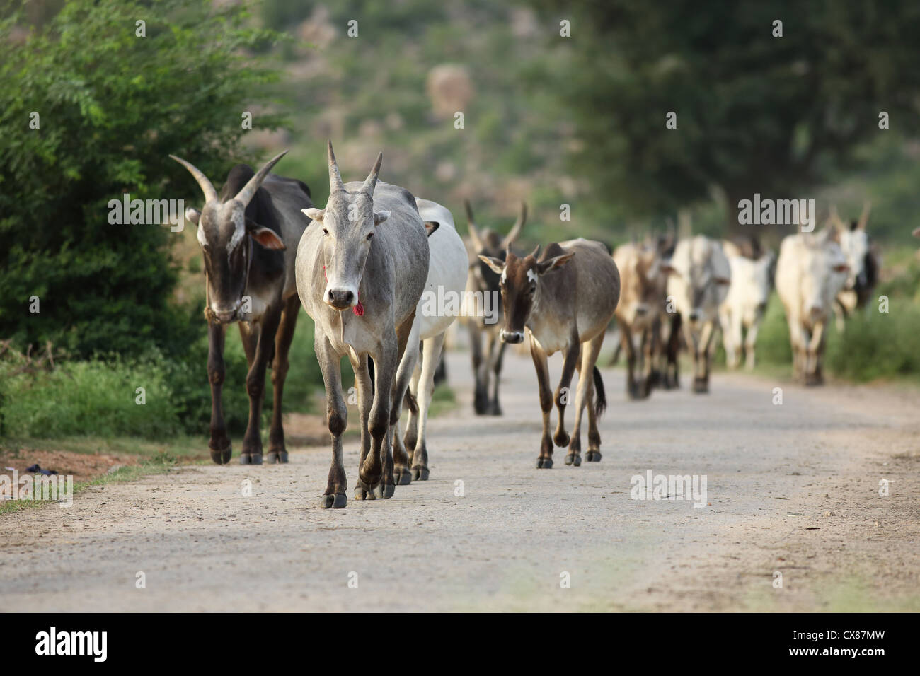 Indian Zebus High Resolution Stock Photography and Images - Alamy