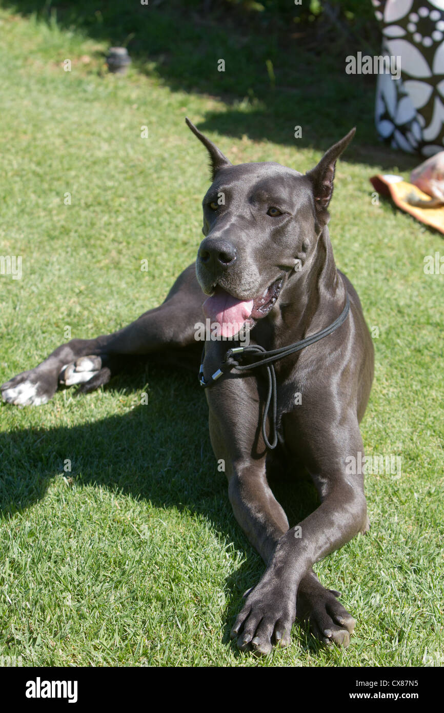 Dog "Dogo" at dog show breeds Mallorca Spain Stock Photo - Alamy