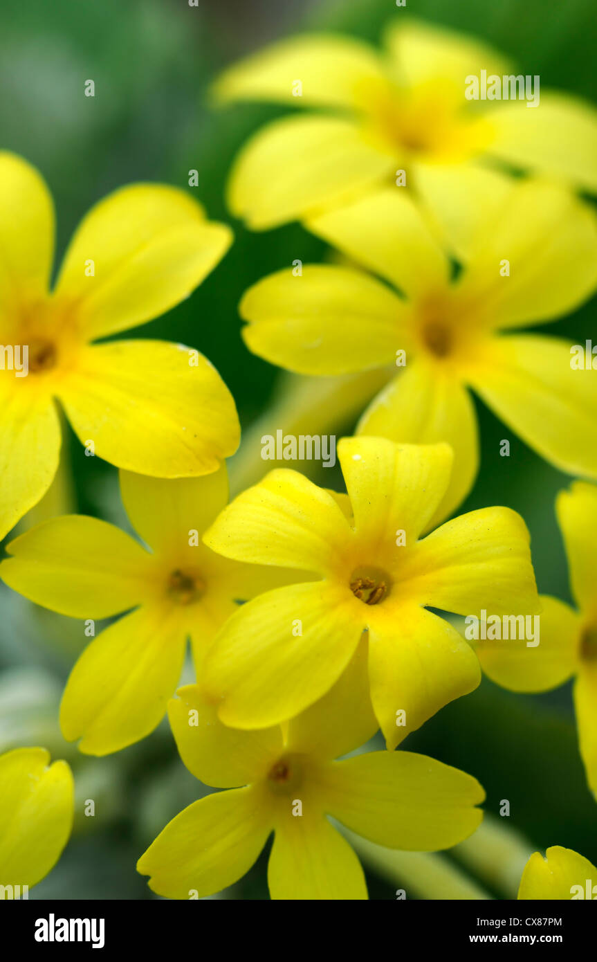 Primula verticillata syn synonym Abyssinian Whorled Primrose yellow ...