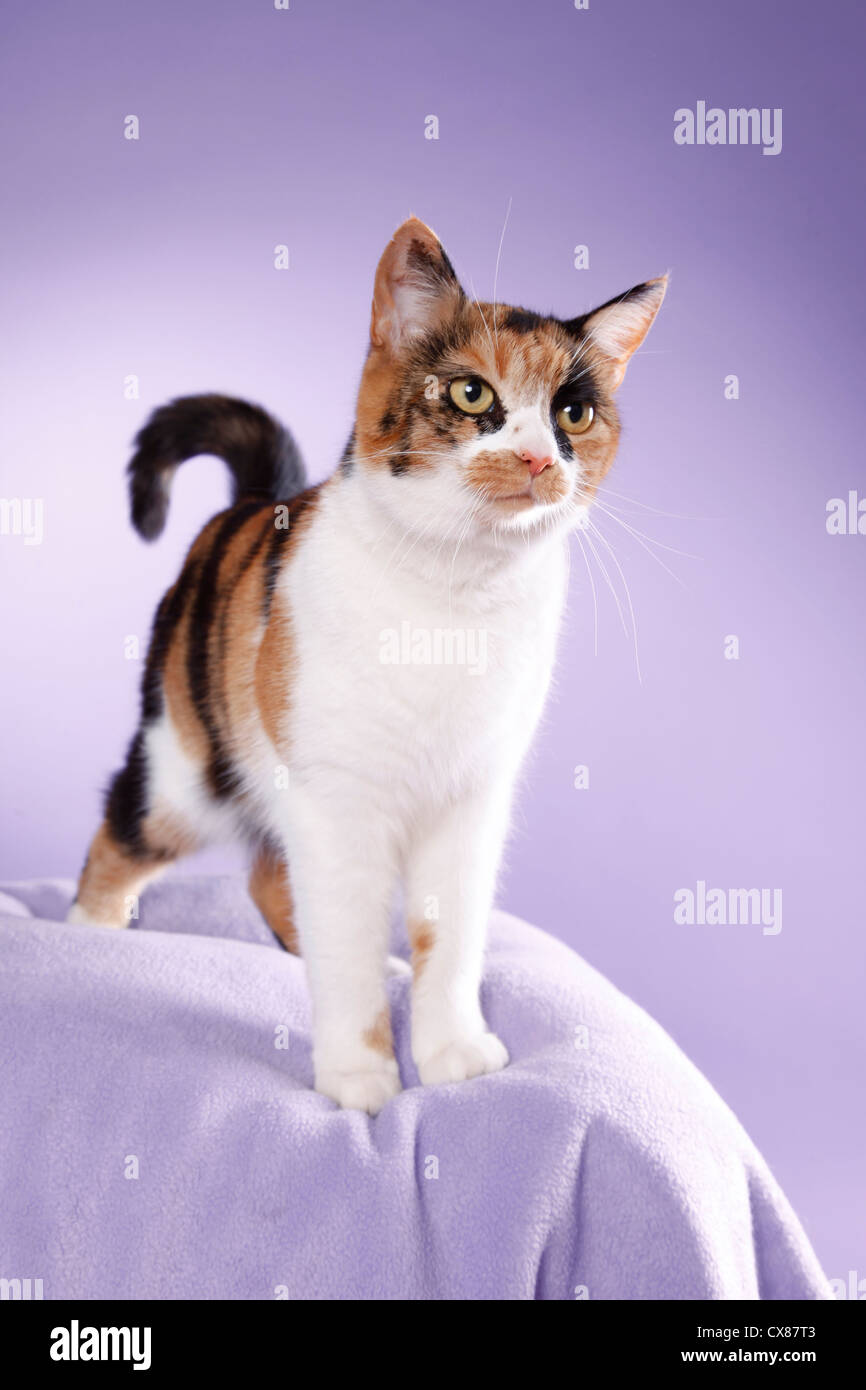 Calico cats hi-res stock photography and images - Alamy