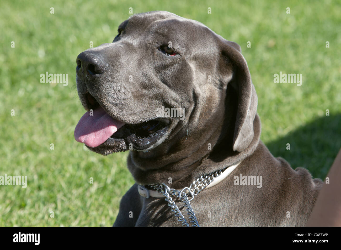 Dog "Dogo" at dog show breeds Mallorca Spain Stock Photo - Alamy