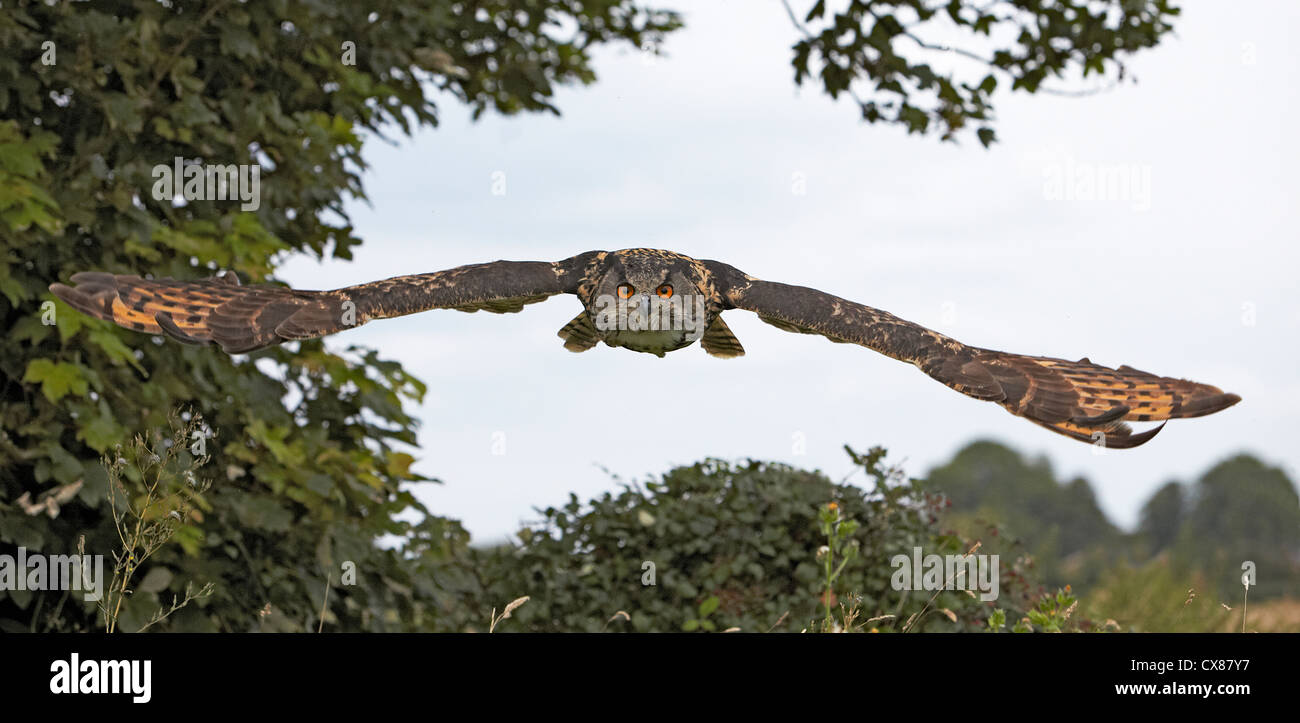 European Eagle owl Bubo bubo flying through trees Stock Photo - Alamy