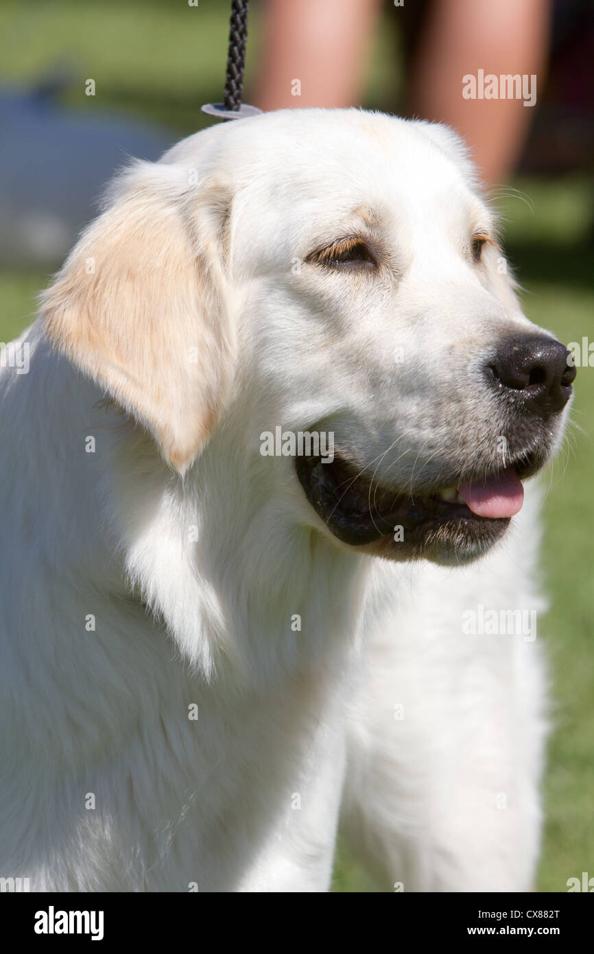 golden retriver Dog show breeds Mallorca Spain Stock Photo - Alamy