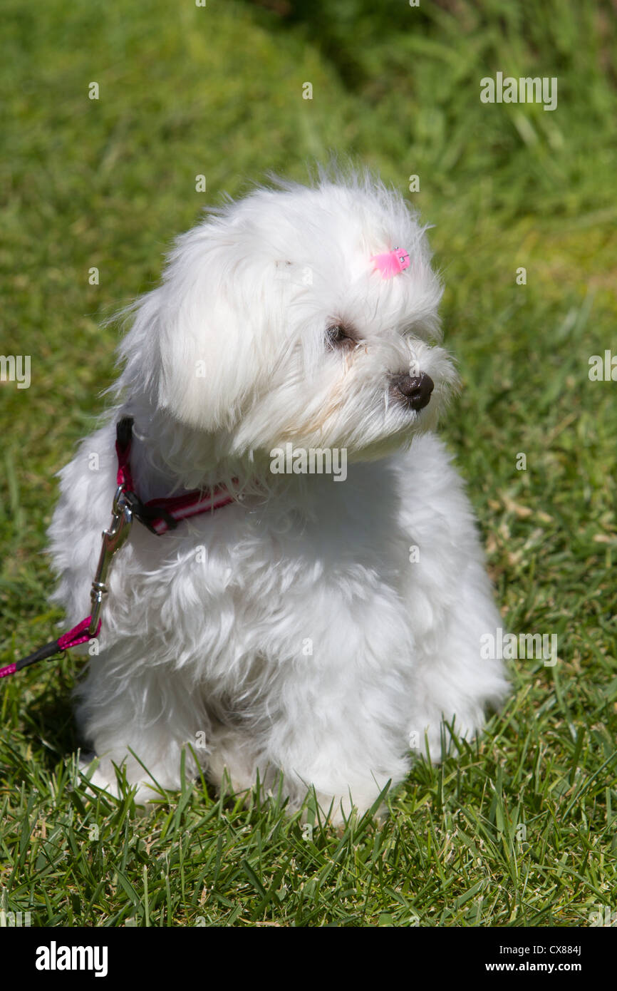 Maltese white puppy at Dog show breeds Mallorca Spain Stock Photo - Alamy