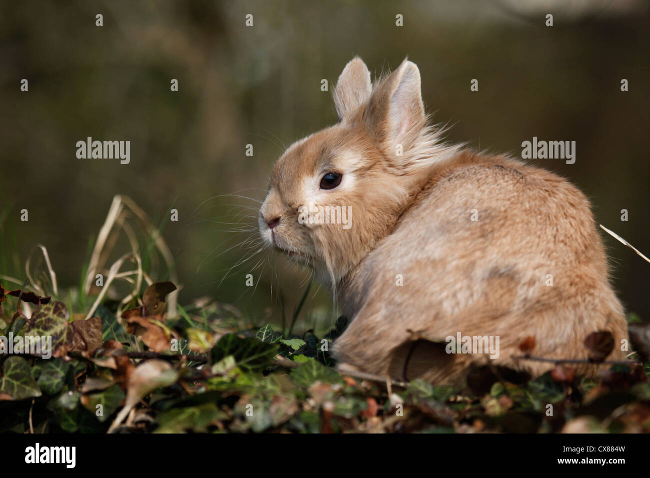 Bunny rear view hi-res stock photography and images - Alamy