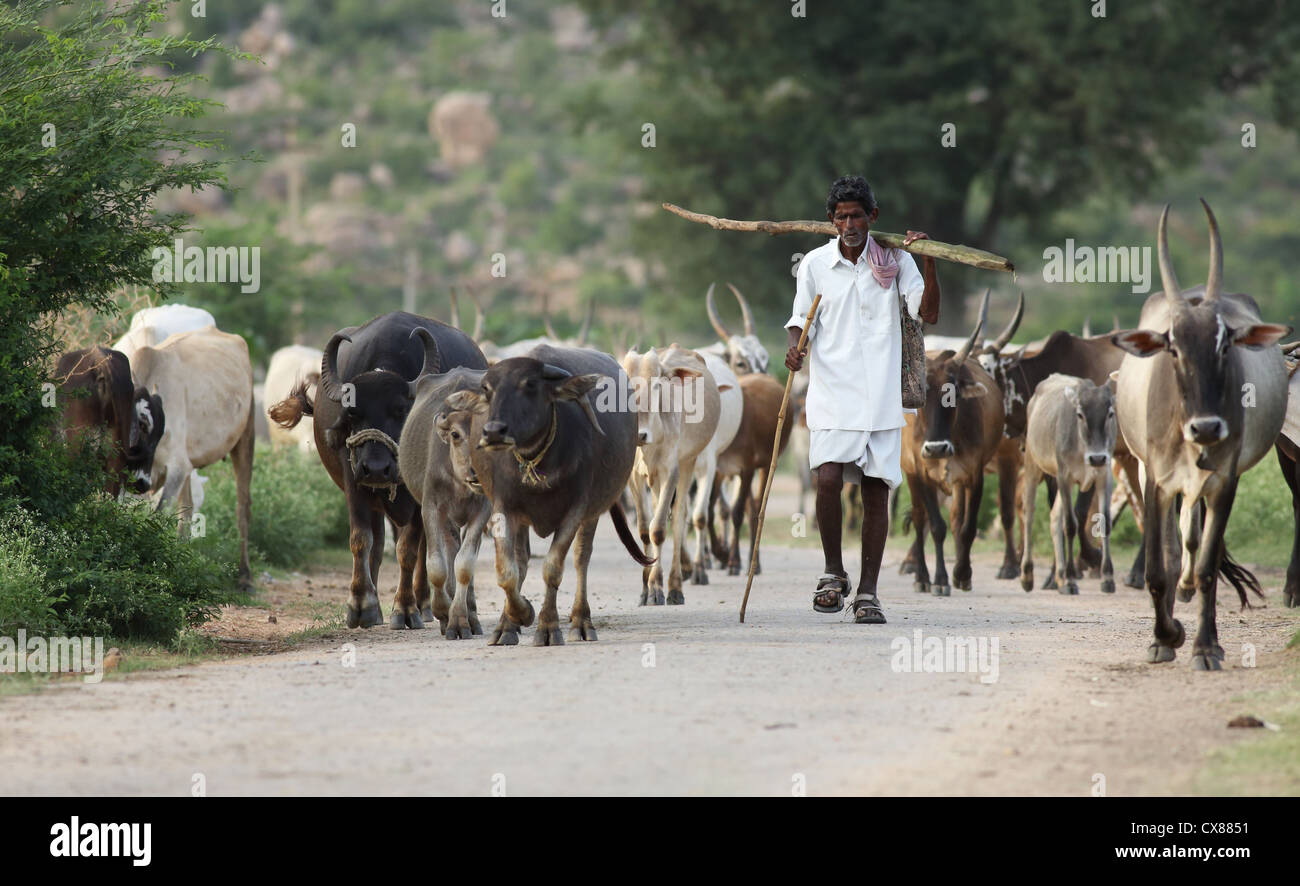 Indian rural man with a herd of zebus South India Stock Photo - Alamy