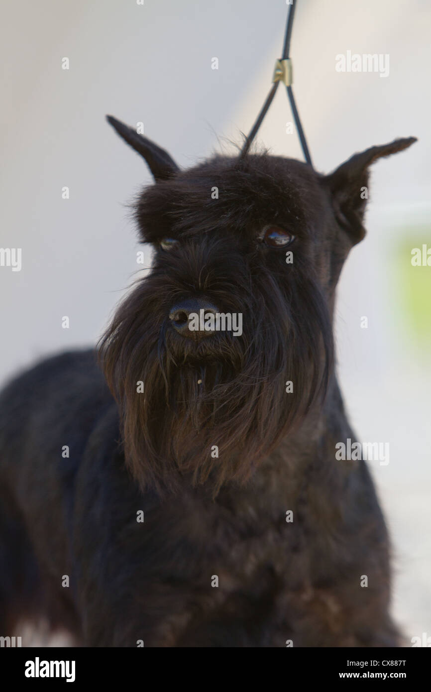 miniature schnauzer Dog show breeds Mallorca Spain Stock Photo - Alamy