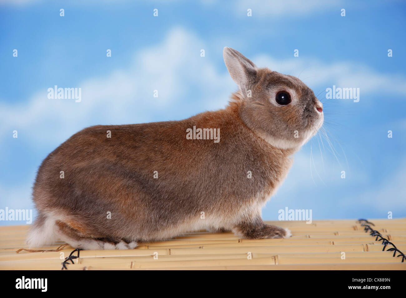 Netherland dwarf rabbits hi-res stock photography and images - Alamy