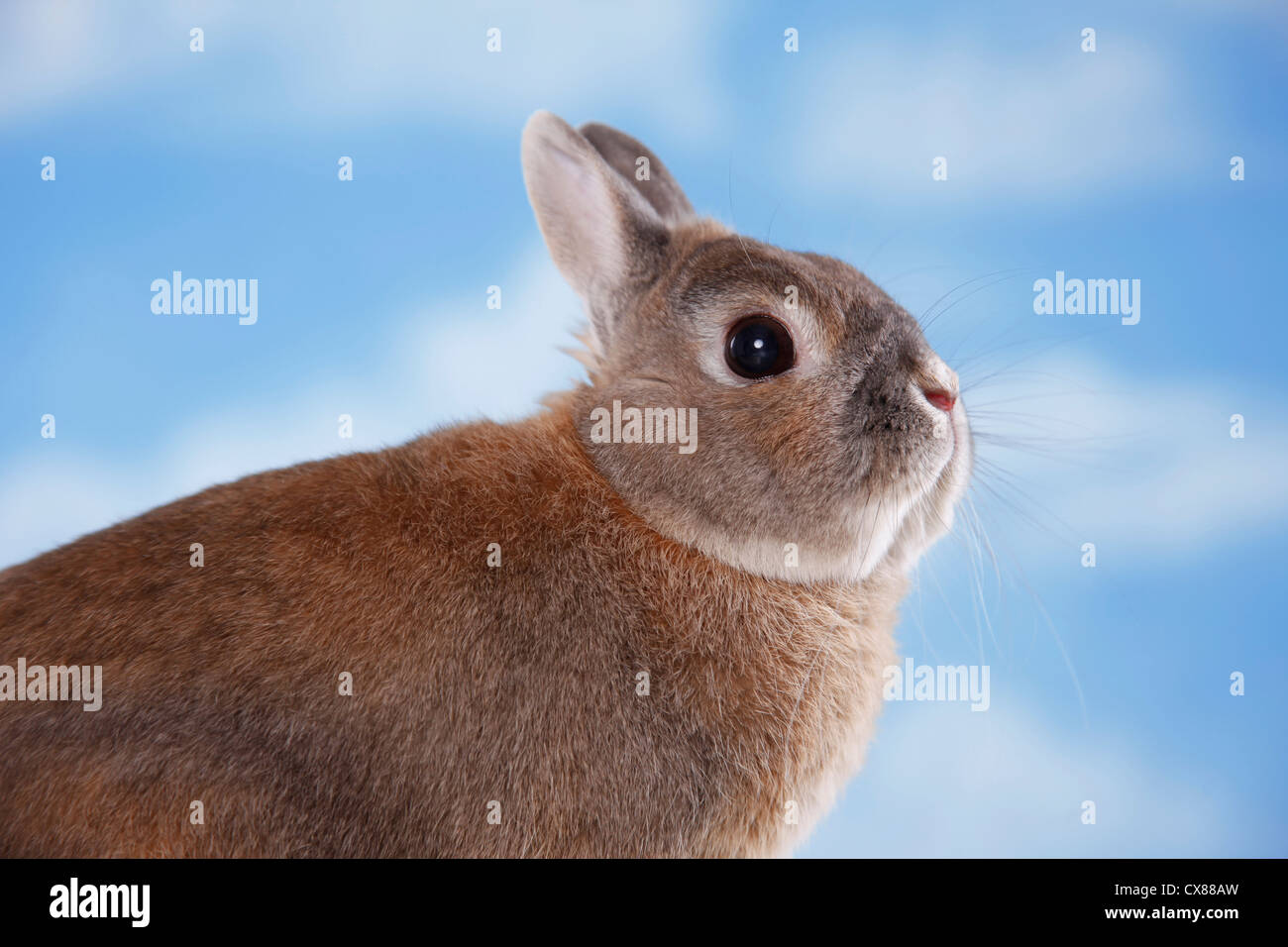 Netherland dwarf rabbits hi-res stock photography and images - Alamy