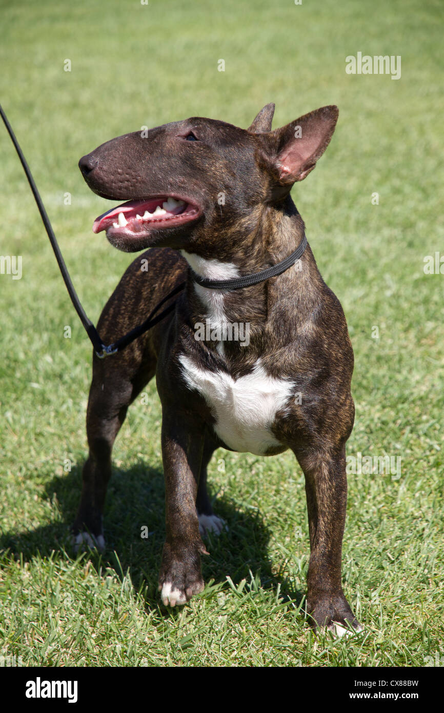 Bullterrier Dog show breeds Mallorca Spain Stock Photo - Alamy