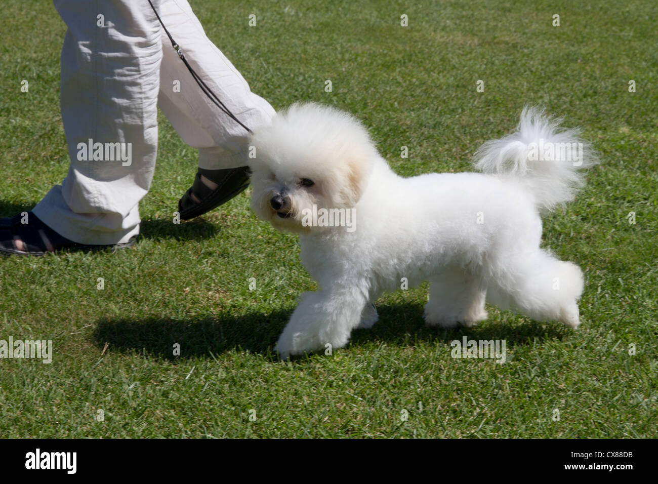 Dog walking show breeds White Poodle puppy Mallorca Spain Stock Photo ...