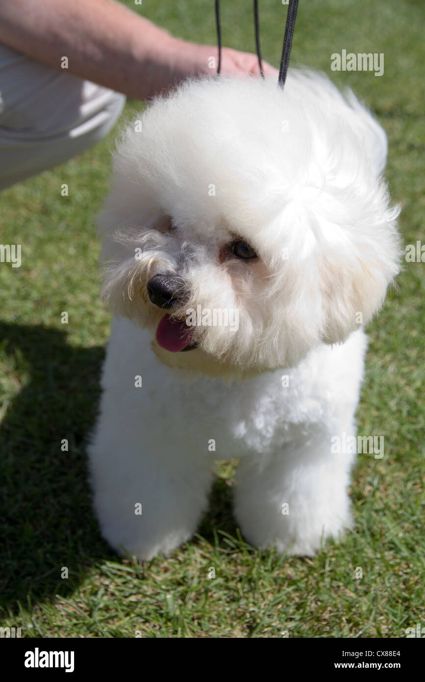 White Poodle puppy dog standing Mallorca Spain Stock Photo - Alamy