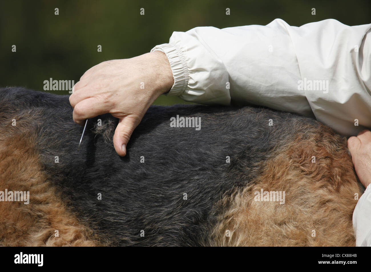 Airedale dogs hi-res stock photography and images - Alamy