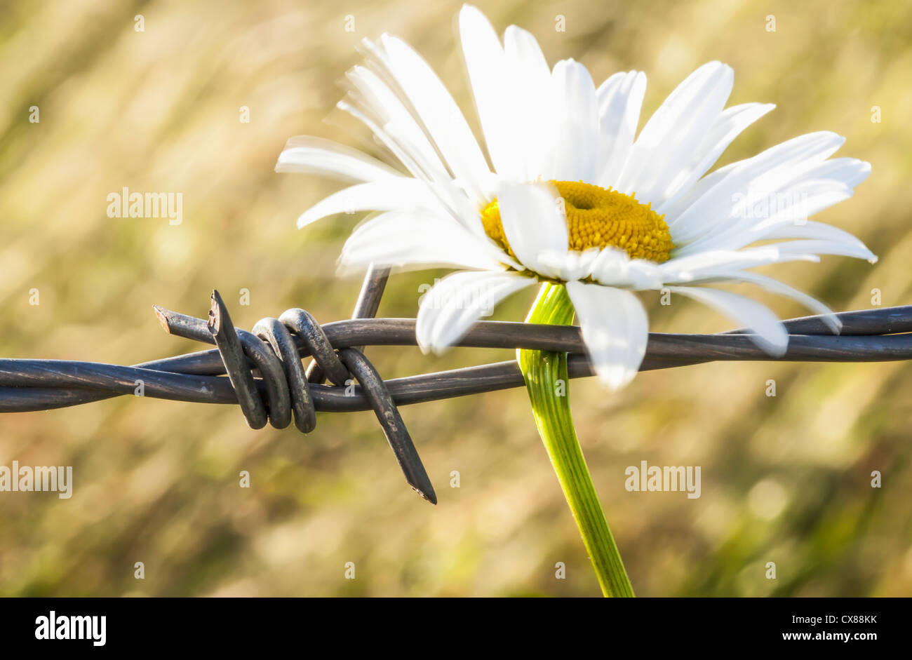 Barbed wire symbolism hi-res stock photography and images - Alamy