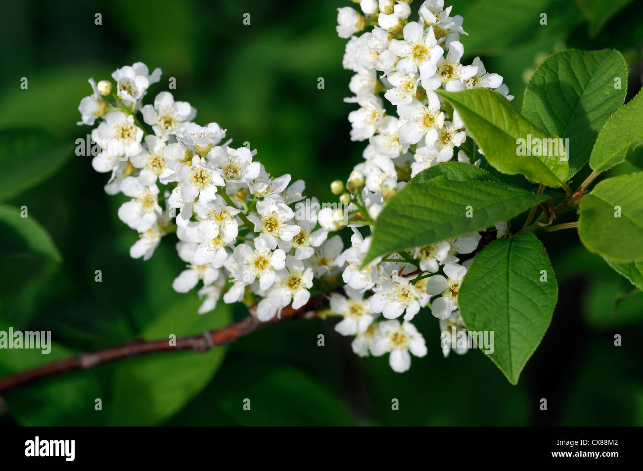 Prunus serrulata fugenzo Japanese Cherry Hill Cherry Oriental Cherry ...