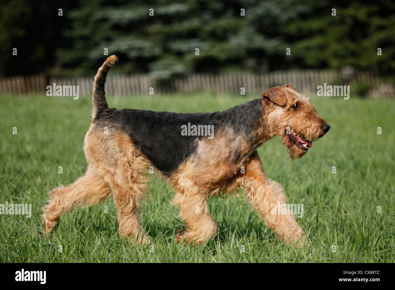 Airedale terrier dogs hi-res stock photography and images - Alamy