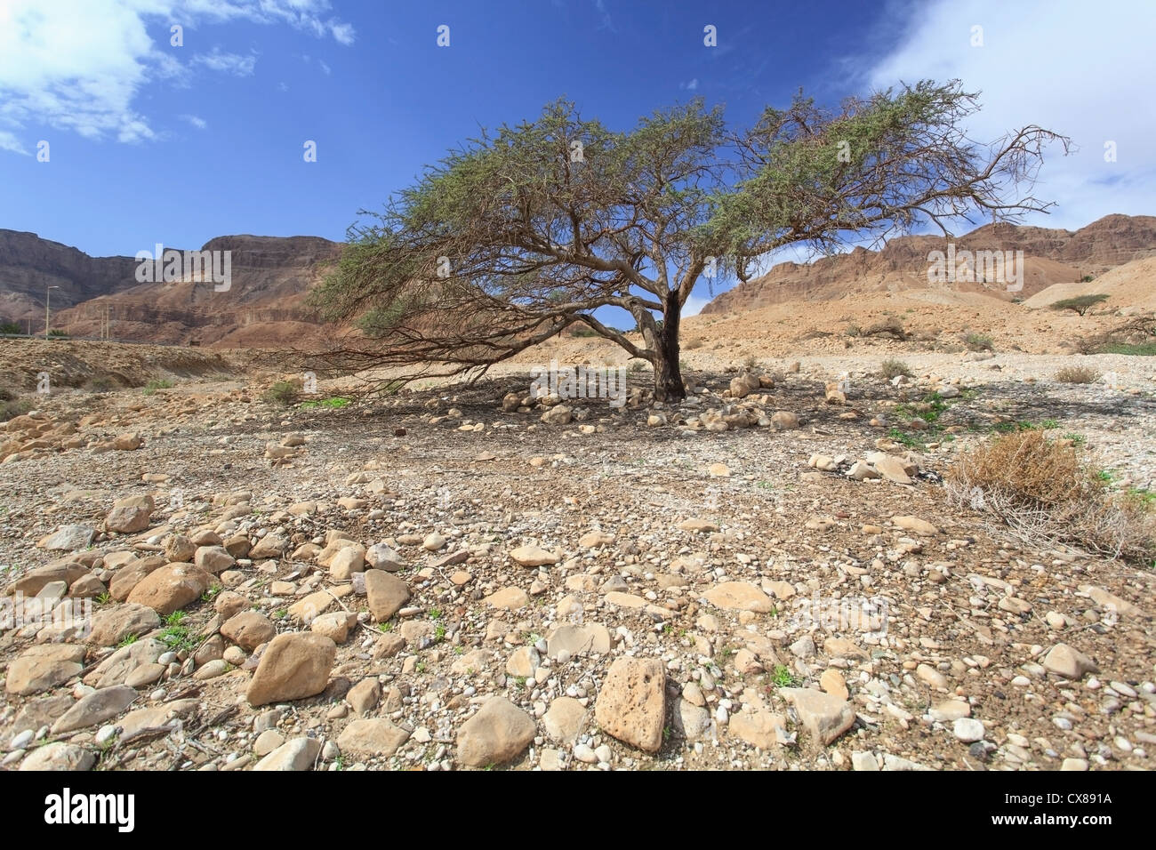 An Acacia Tree In The Jordan Valley; Israel Stock Photo - Alamy