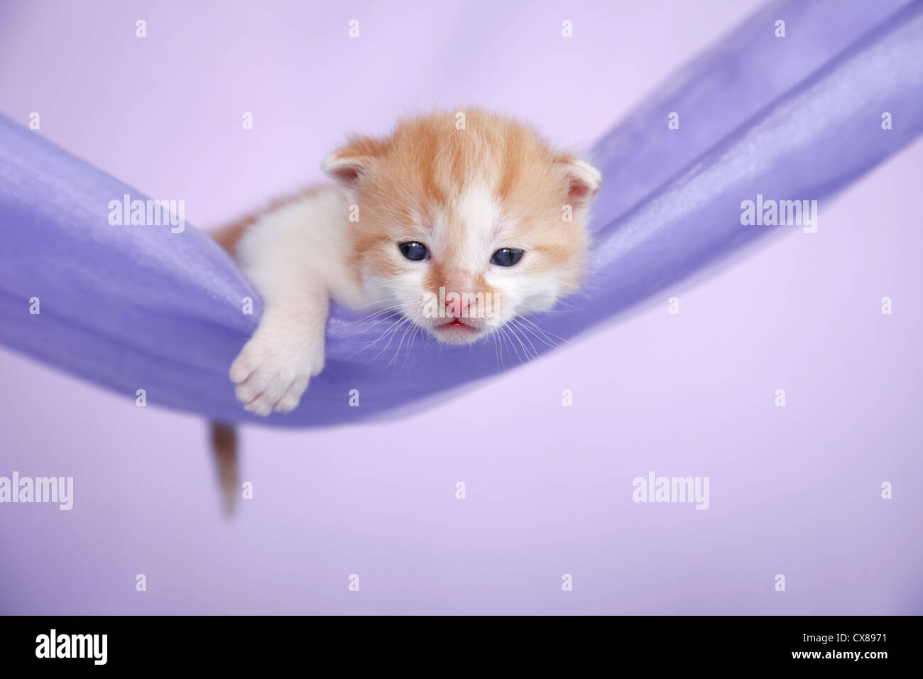 Newborn kitten red hi-res stock photography and images - Alamy