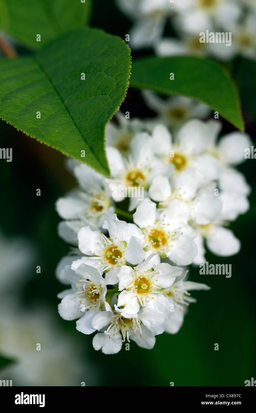 Prunus serrulata fugenzo Japanese Cherry Hill Cherry Oriental Cherry ...