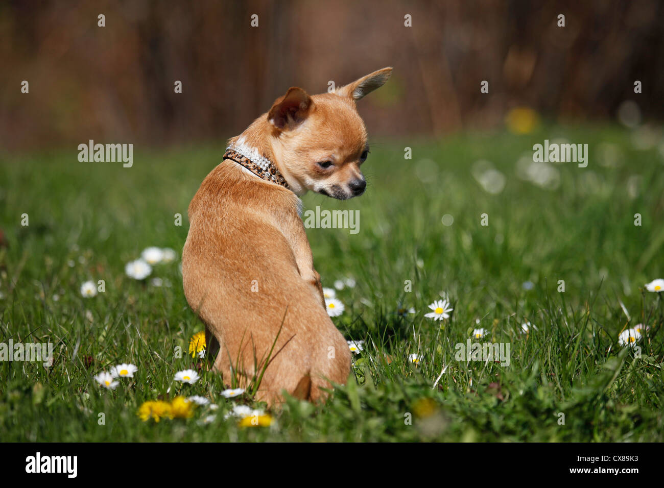 Rear view sitting chihuahua hi-res stock photography and images - Alamy