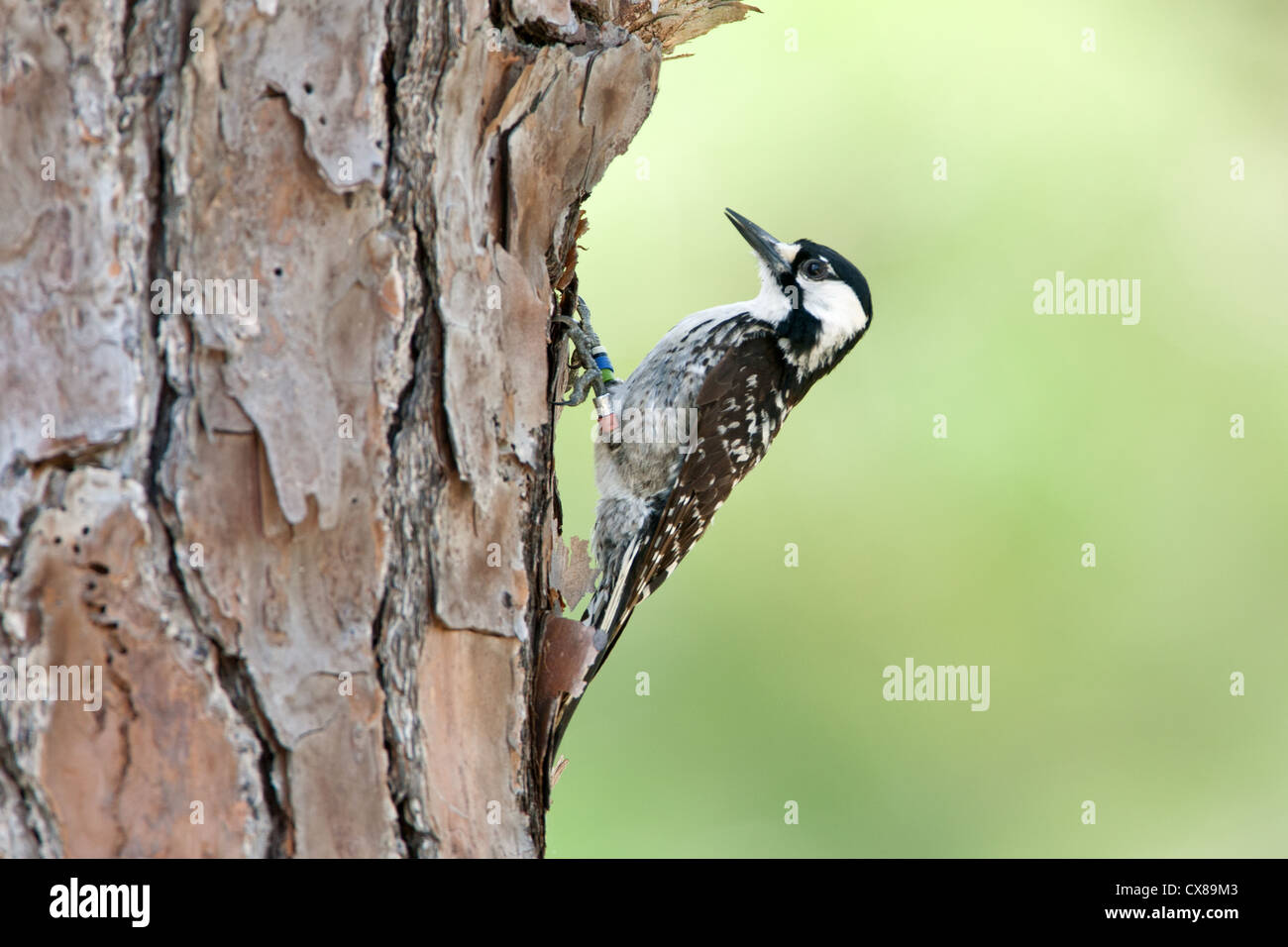 Woodpecker species hi-res stock photography and images - Alamy