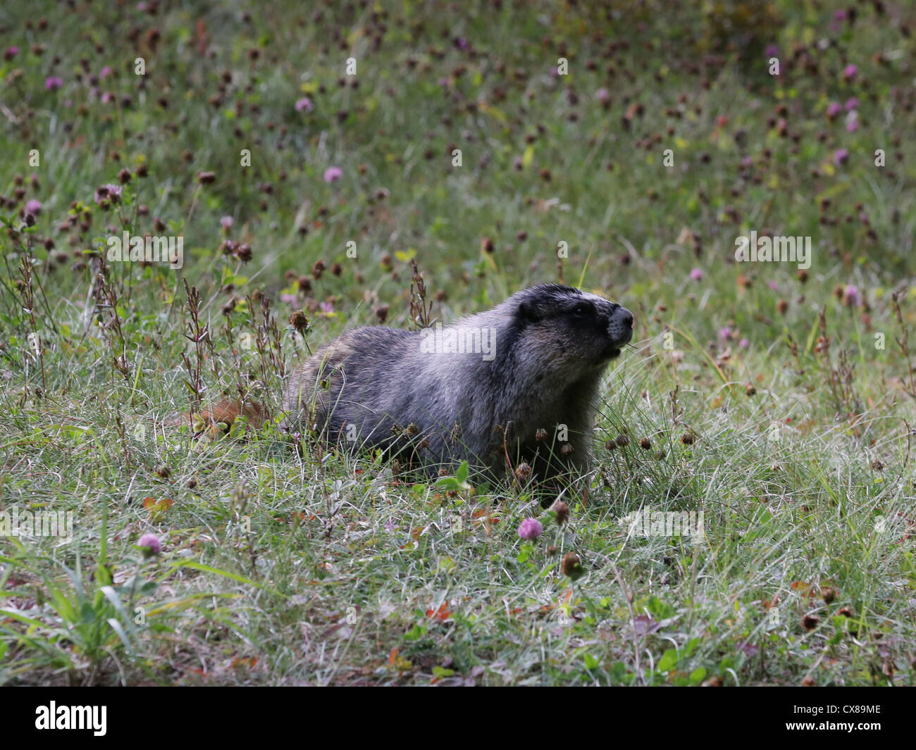 Hoary marmot [Marmota caligata] seen on Maligne Lake Road, Jasper ...
