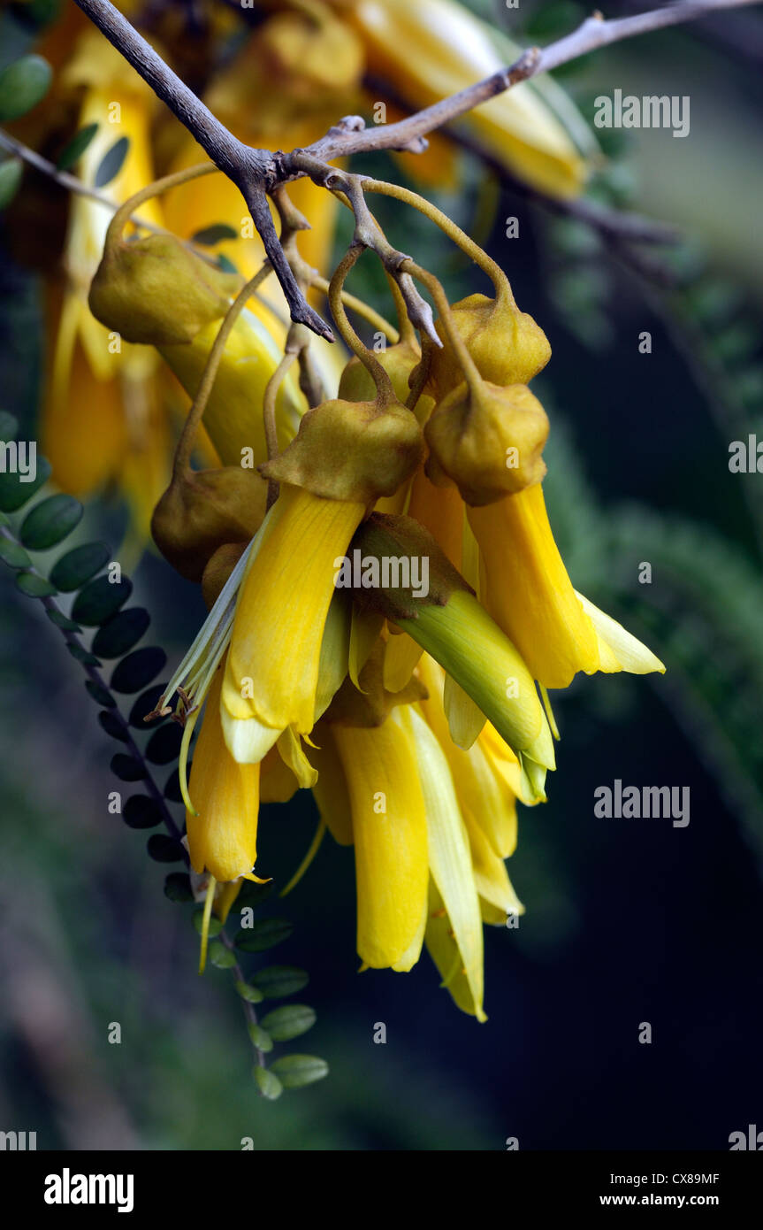 sophora tetraptera kowhai bloom floral flowers yellow closeup selective ...