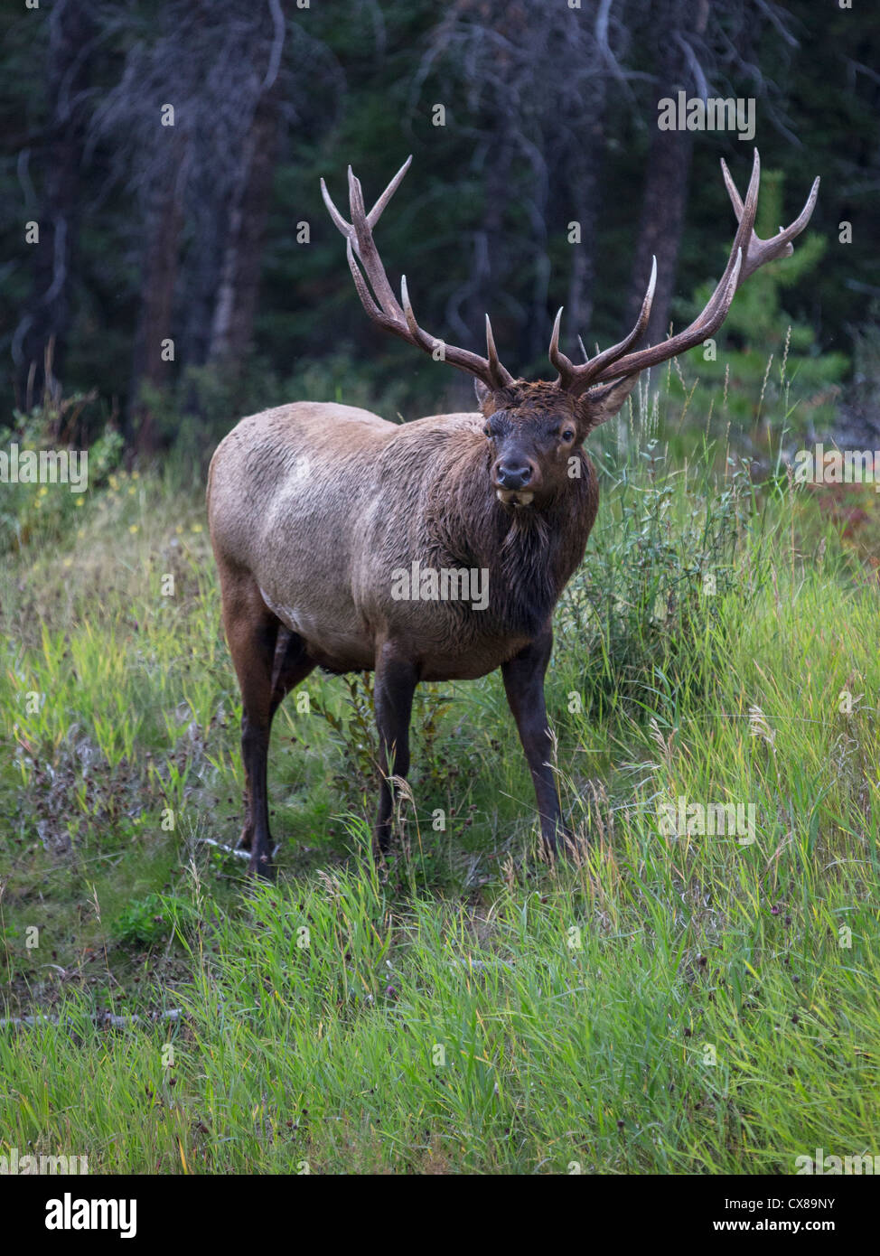 A bull Elk with 7-point antlers during the rutting season Stock Photo ...