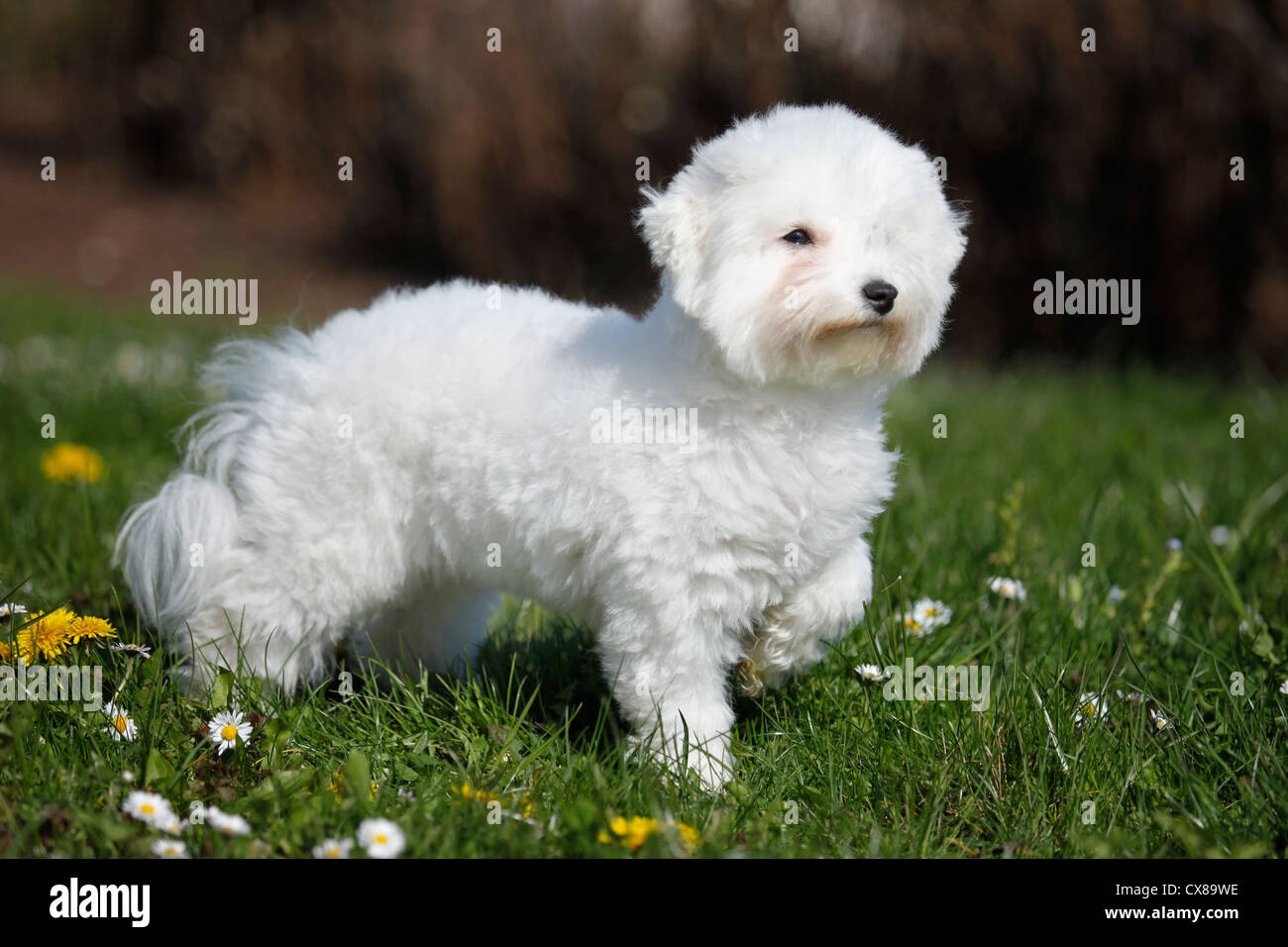 young Bichon Frise Stock Photo - Alamy