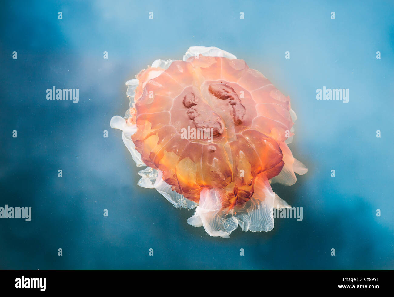 The lion's mane jellyfish is the largest known species of jellyfish in ...