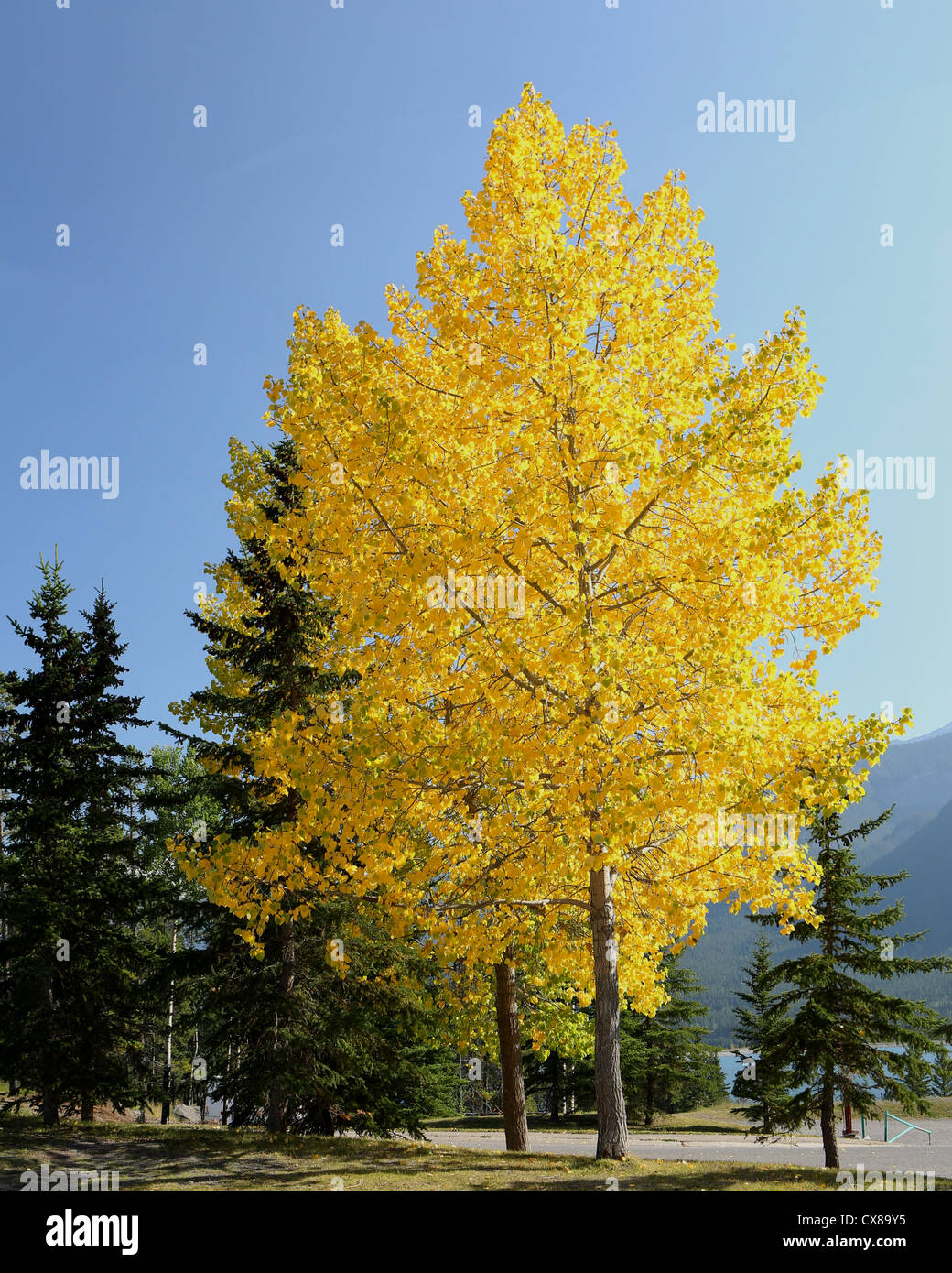 Golden trees banff hi-res stock photography and images - Alamy